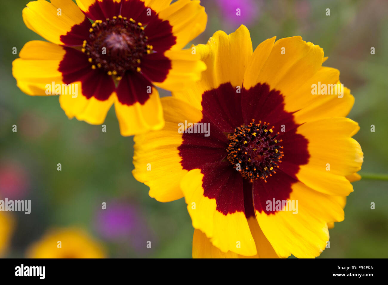Deux fleurs Banque de photographies et d’images à haute résolution - Alamy