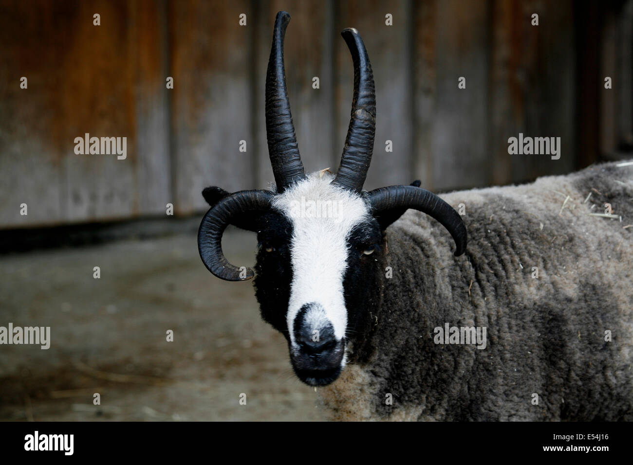 Le mouton Jacob est une race rare de petits moutons. Jacobs peut avoir ...