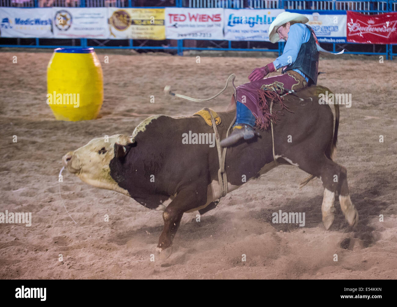 Cowboy participant à une compétition à la monte de taureau Helldorado ...