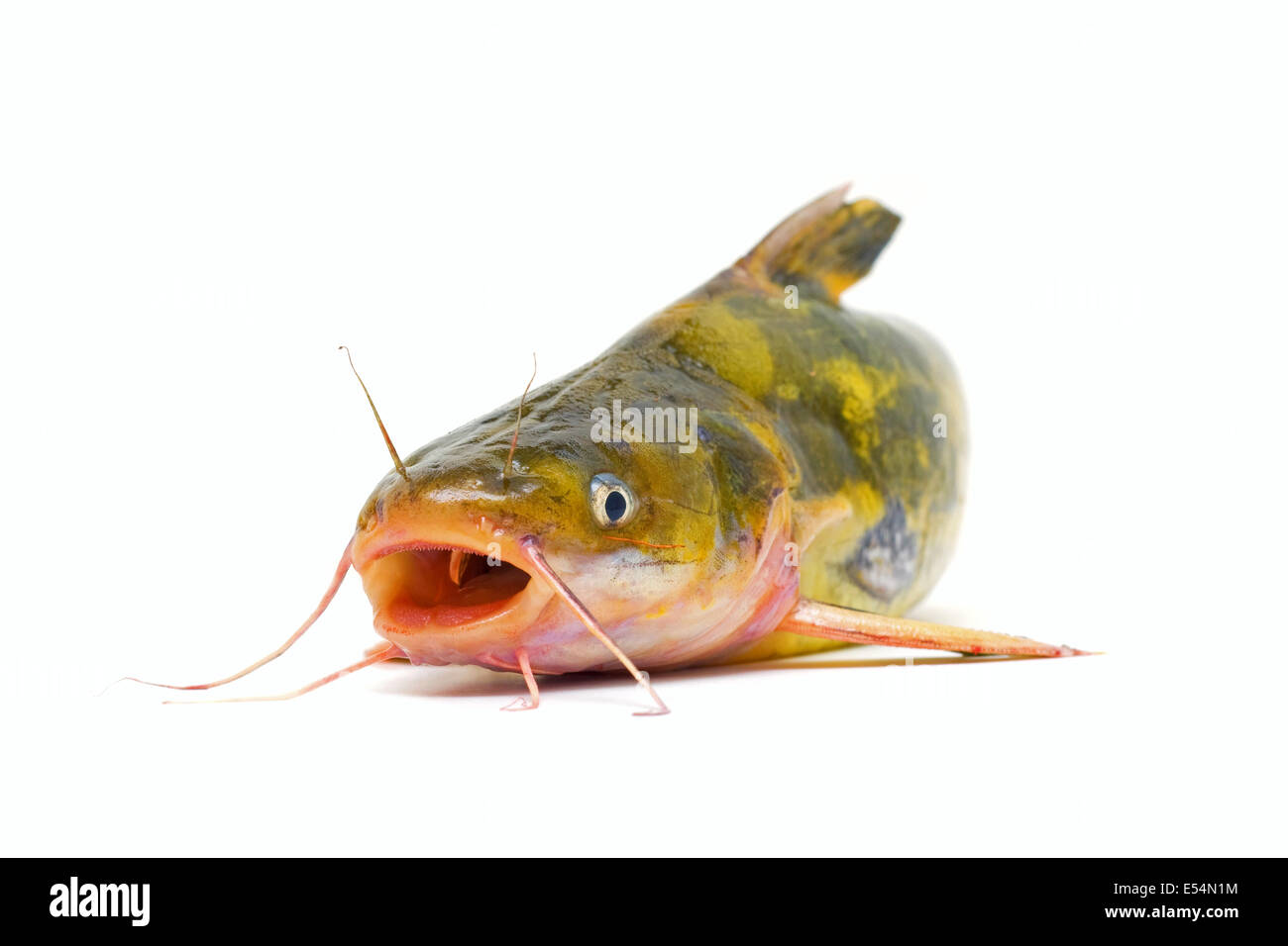 Poisson barbe Banque d'images détourées - Alamy