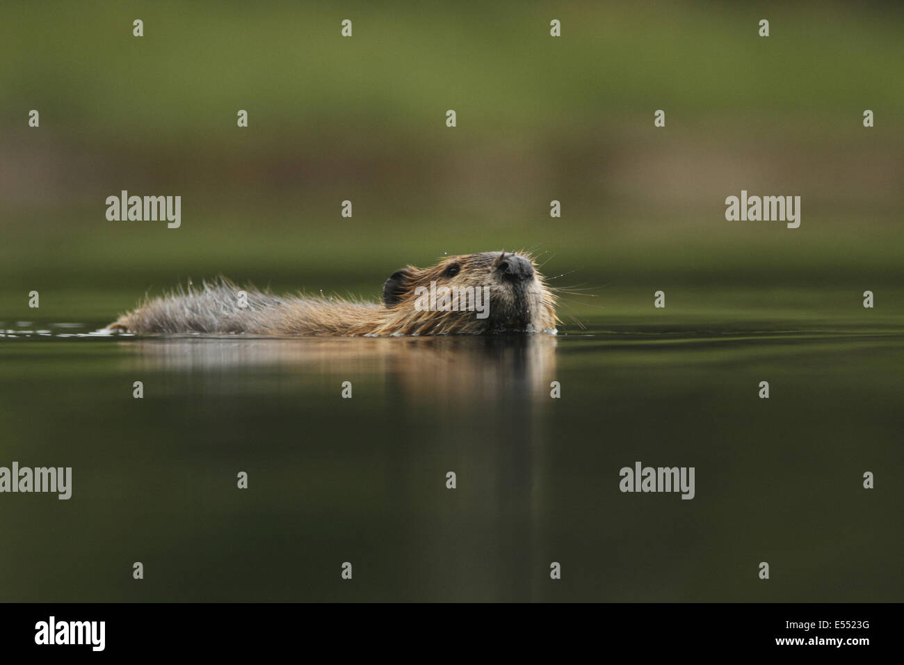 Le castor Banque de photographies et d’images à haute résolution - Alamy