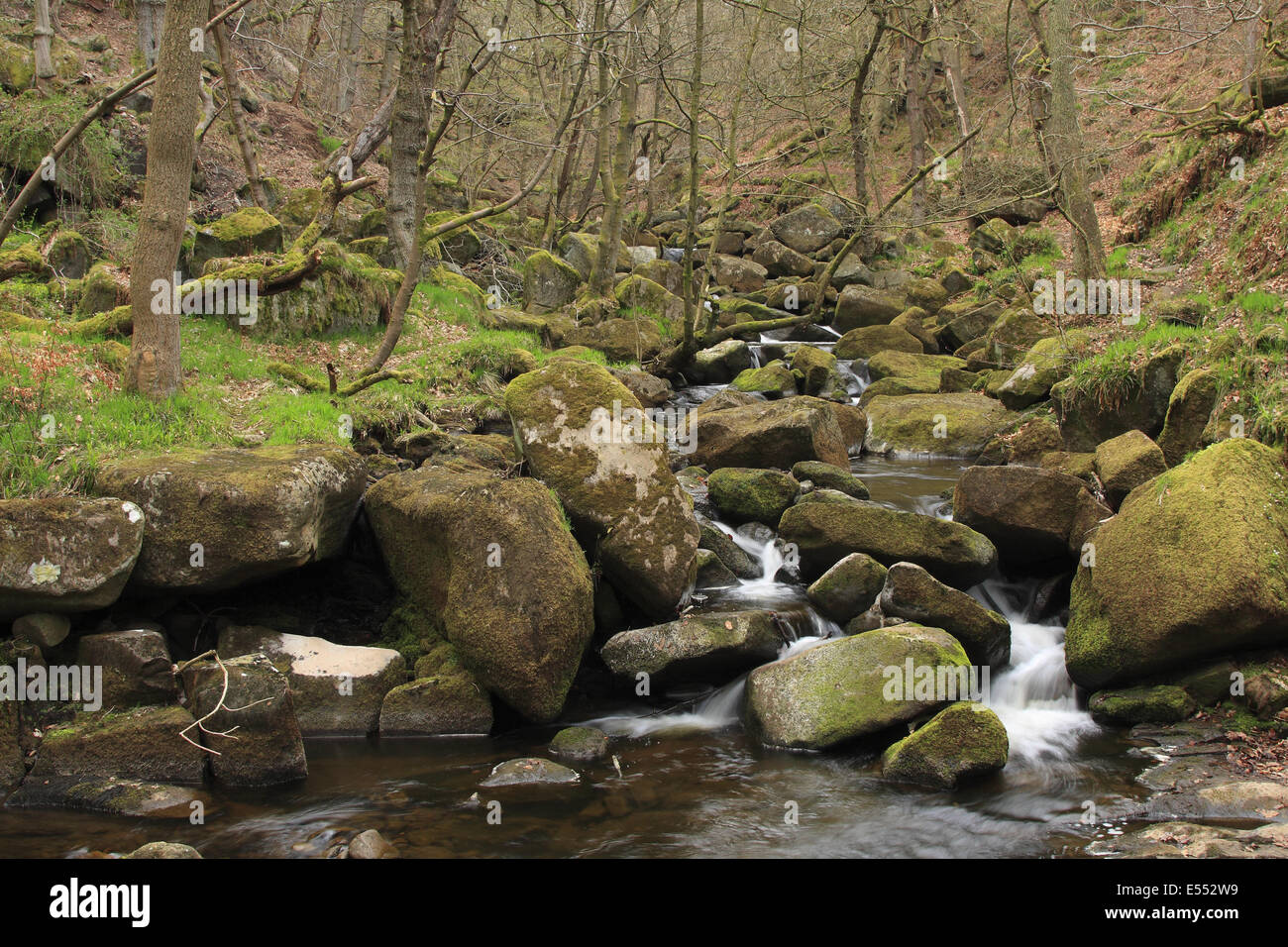 Chêne sessile (Quercus petraea) ancien habitat boisé avec ruisseau ...