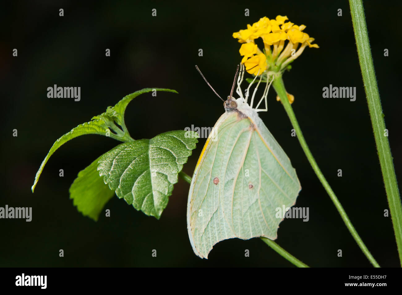 Papillon vert Banque de photographies et d’images à haute résolution ...