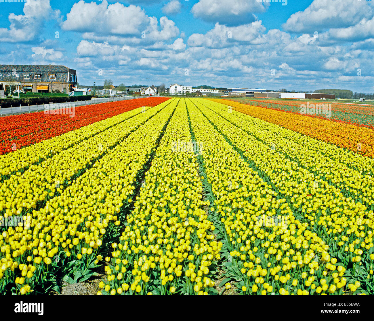 Tulip farm Banque de photographies et d’images à haute résolution - Alamy
