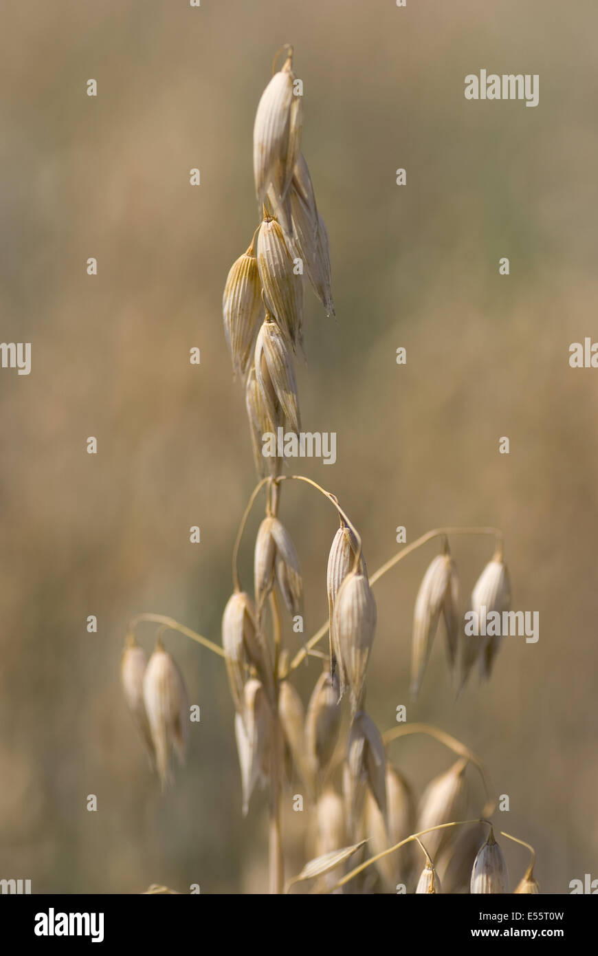 Folle avoine Banque de photographies et d’images à haute résolution - Alamy