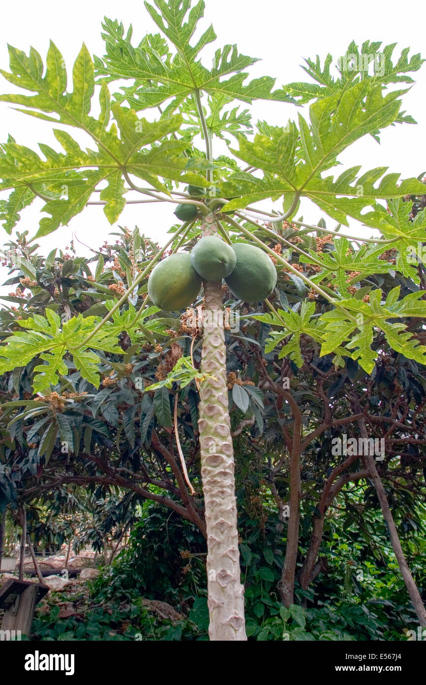 Fruit papaye nourriture culinaire papaye papaye fruits Banque de ...