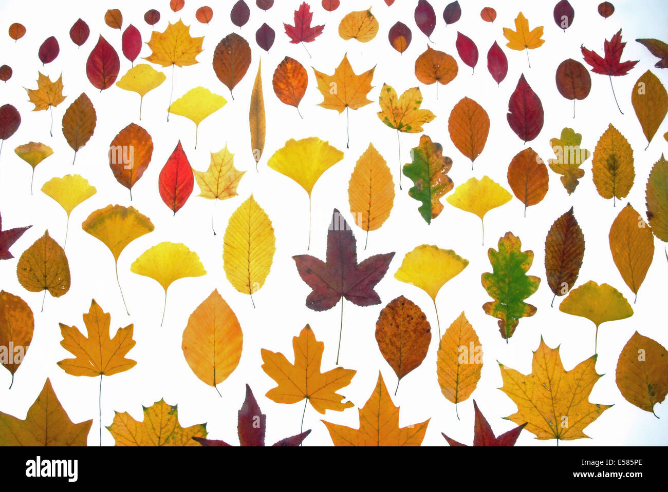 Diverses formes de feuilles Banque de photographies et d’images à haute ...