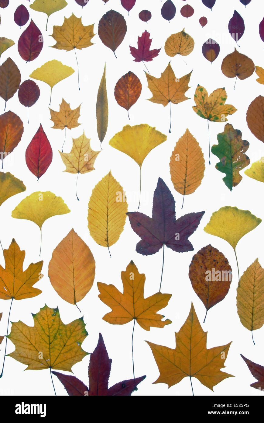 Diverses formes de feuilles Banque de photographies et d’images à haute ...