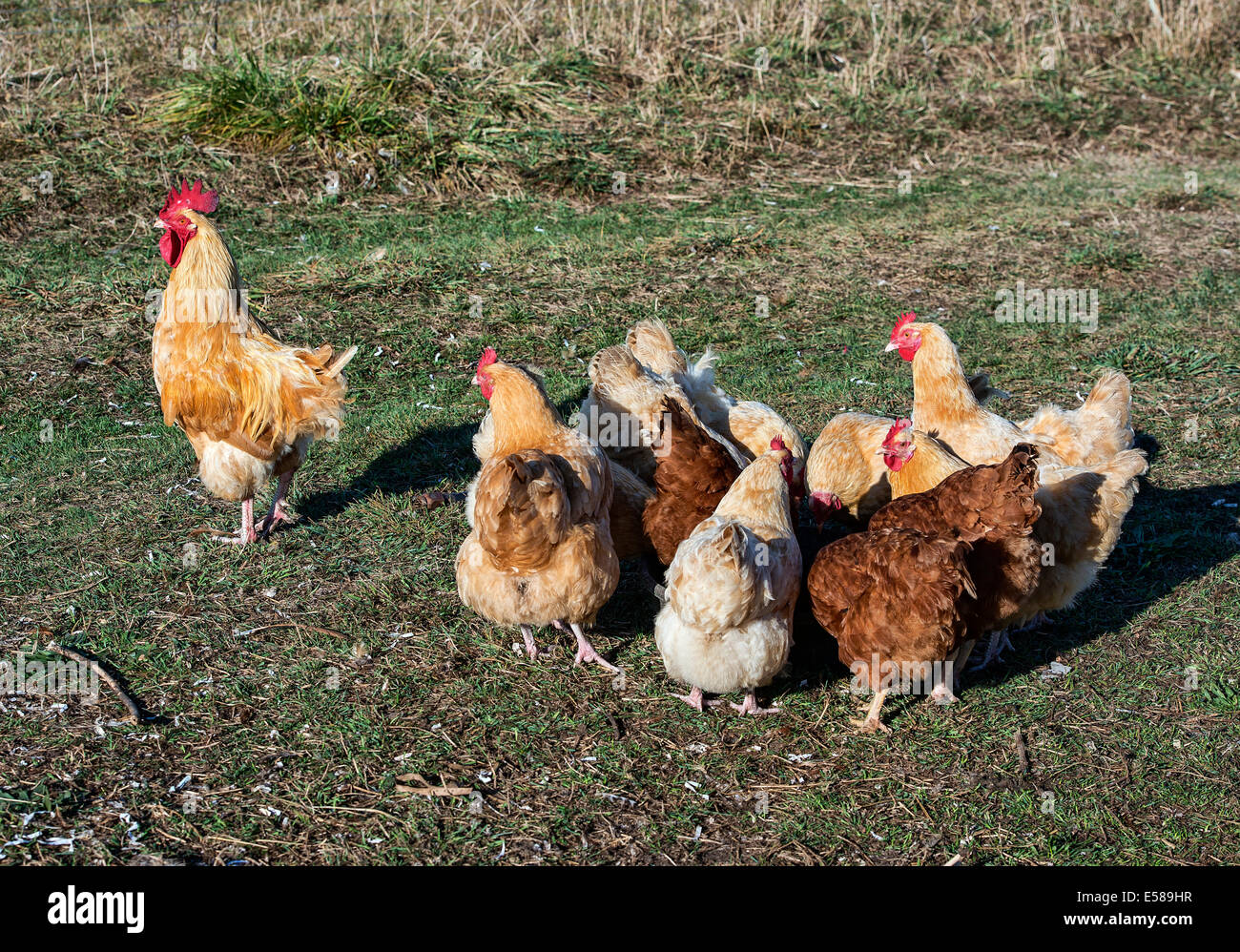 Poultry farm free range chickens Banque de photographies et d’images à ...