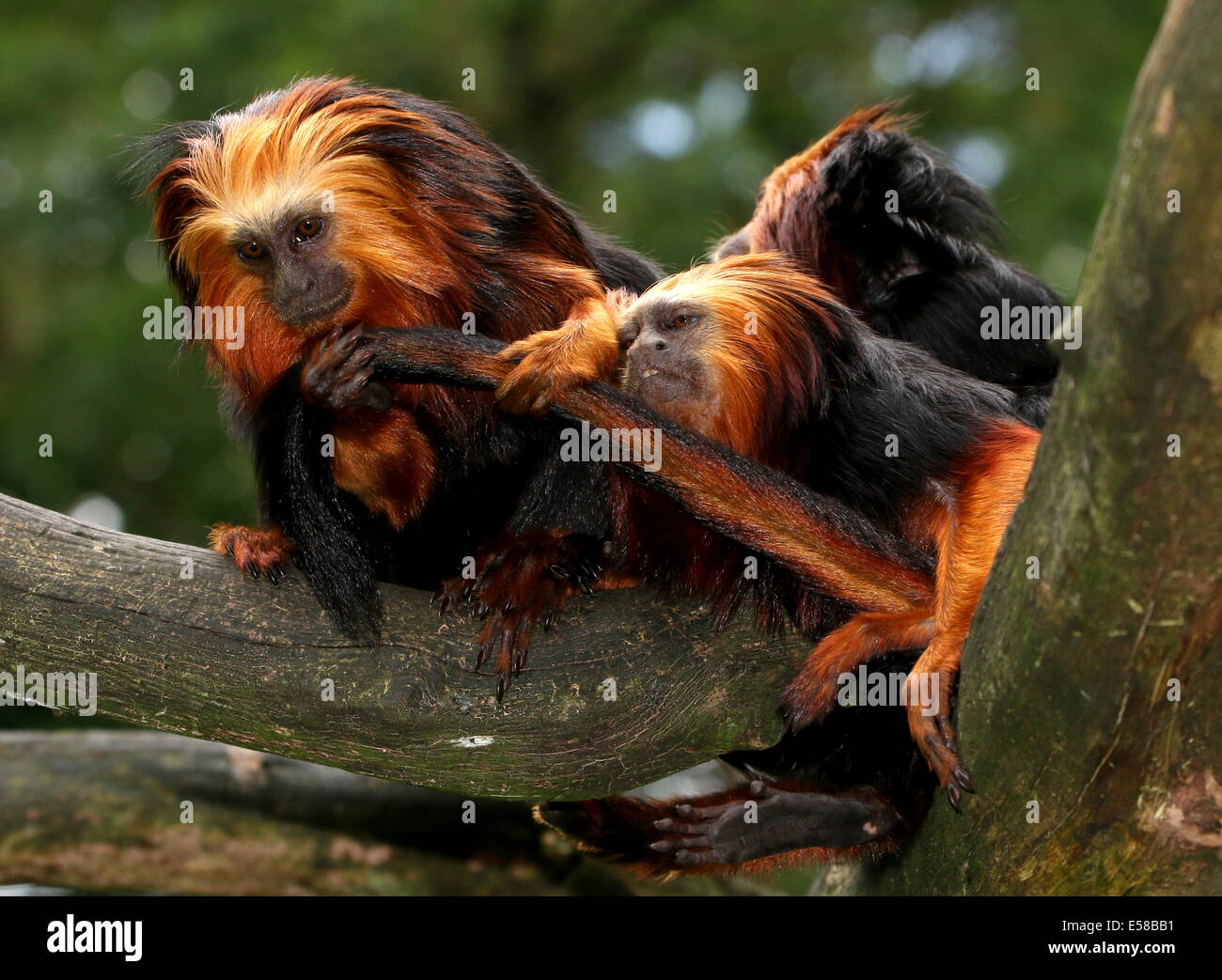 Lion singe Banque de photographies et d’images à haute résolution - Alamy