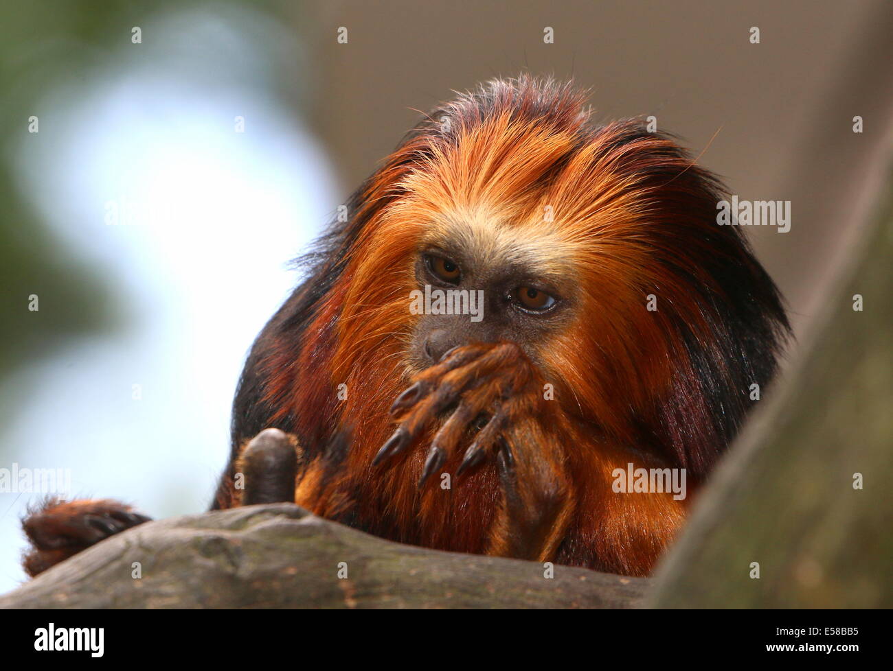Lion singe Banque de photographies et d’images à haute résolution - Alamy