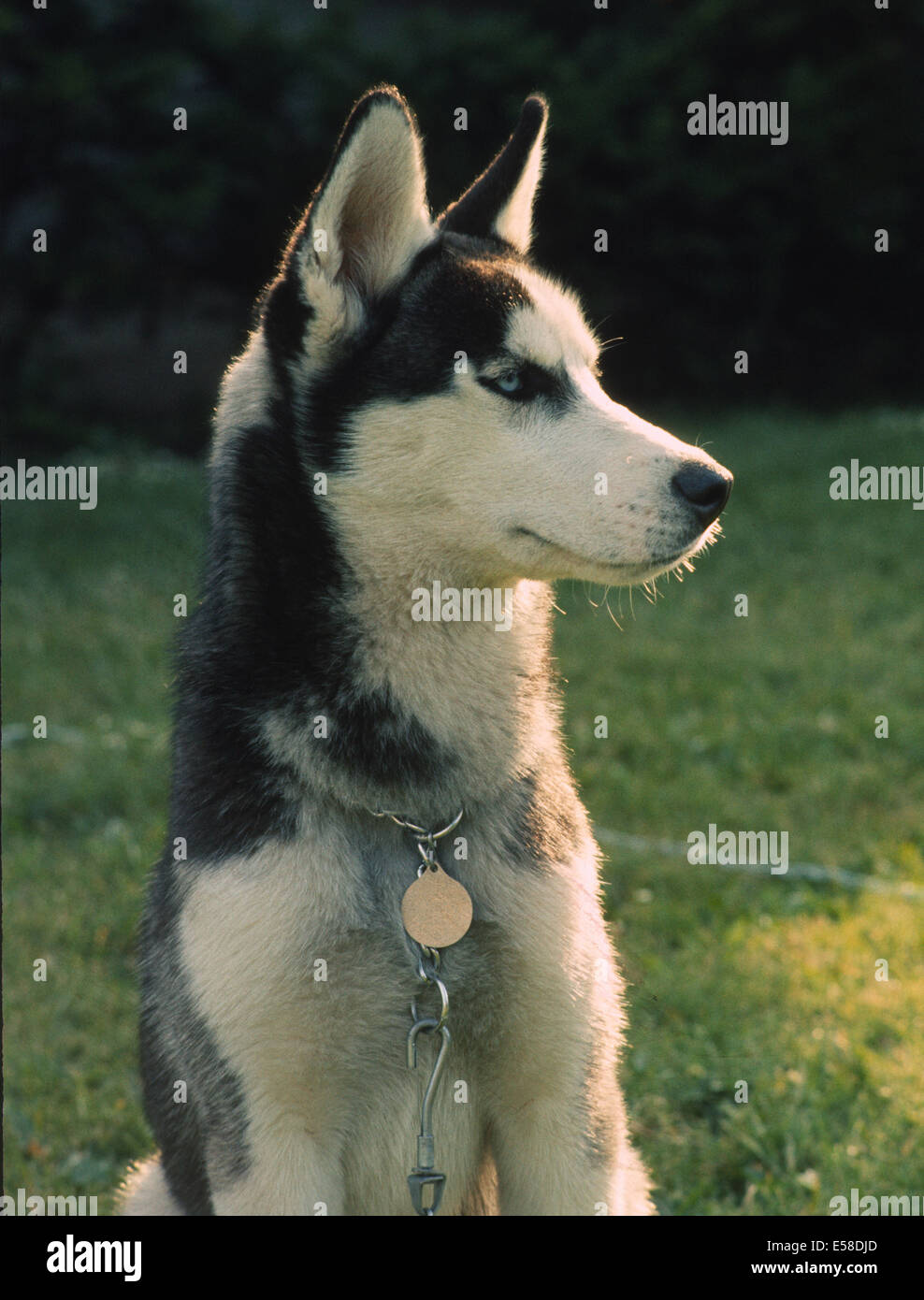 Husky sibérien noir Banque de photographies et d’images à haute ...