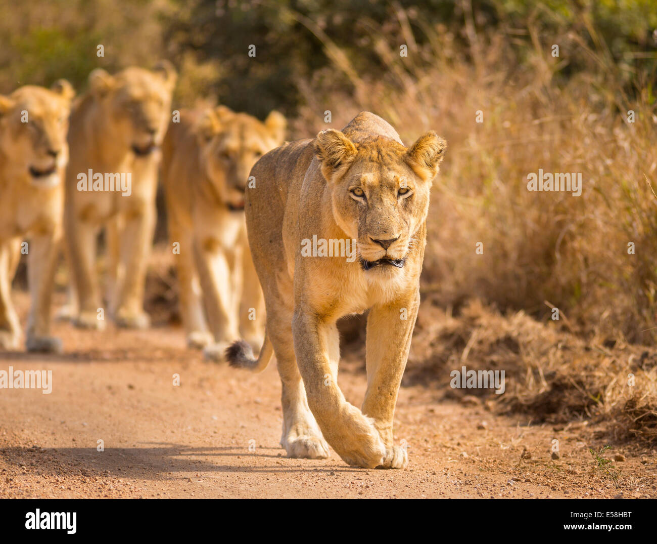 Lion hunting africa Banque de photographies et d’images à haute ...