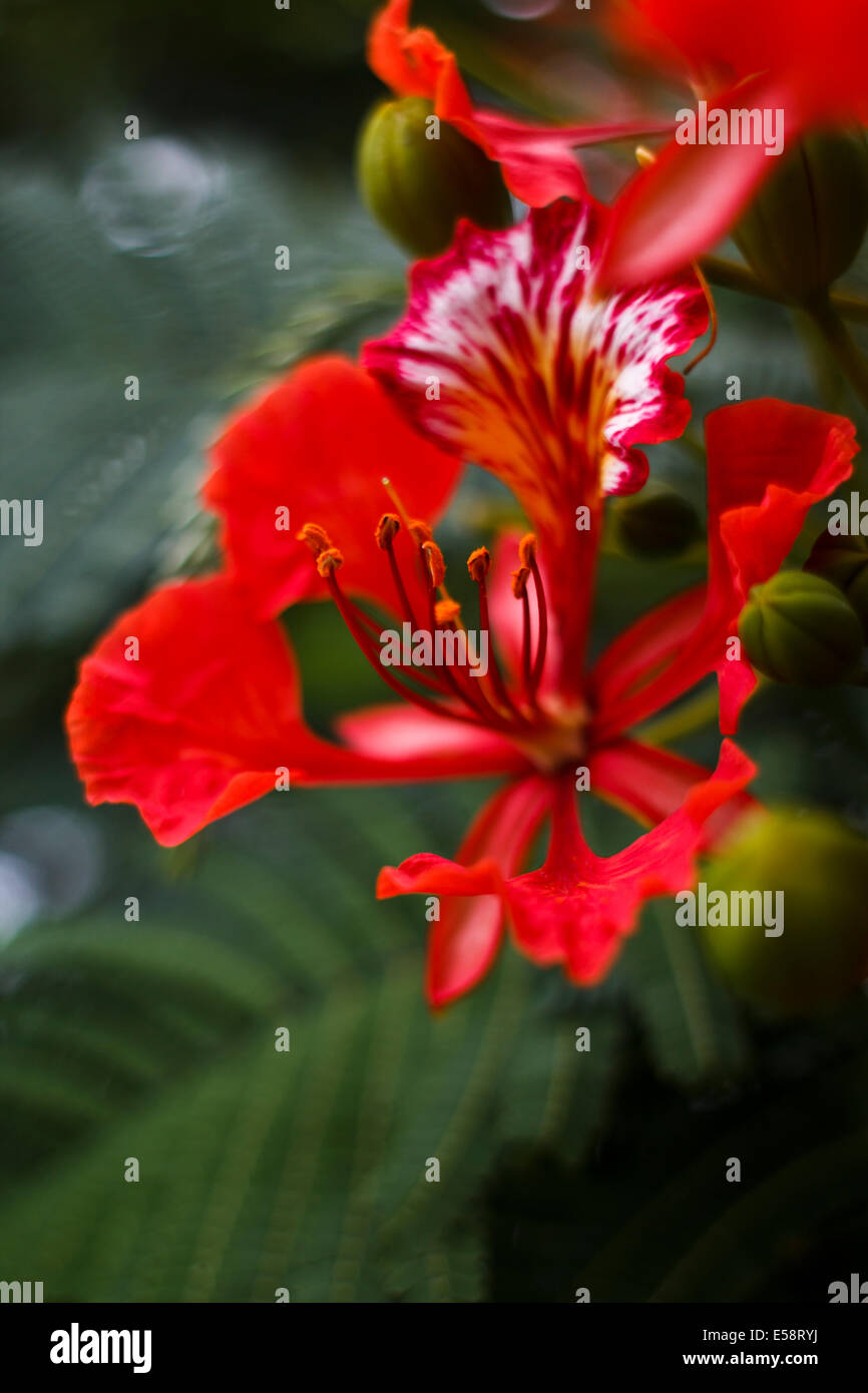 Fire tree flower Banque de photographies et d’images à haute résolution ...