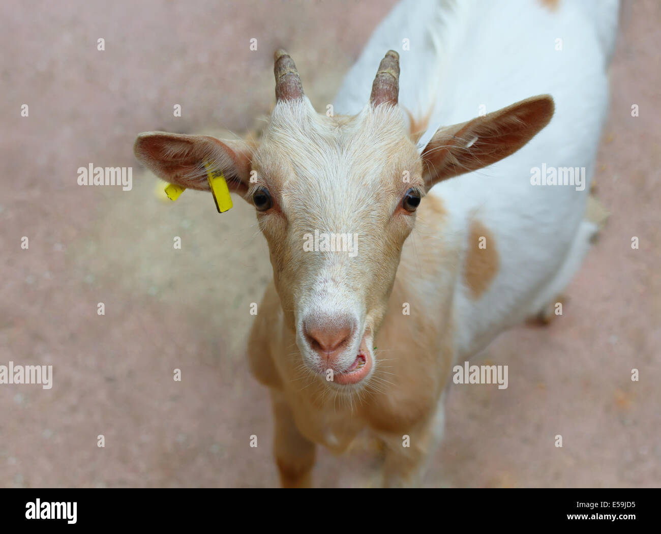 Goat funny Banque de photographies et d’images à haute résolution - Alamy