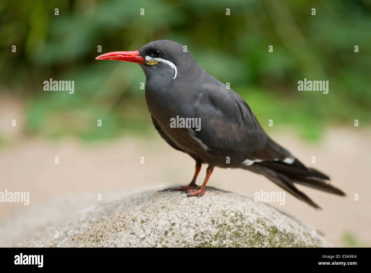 Inca sterne larosterna inca Banque de photographies et d’images à haute ...