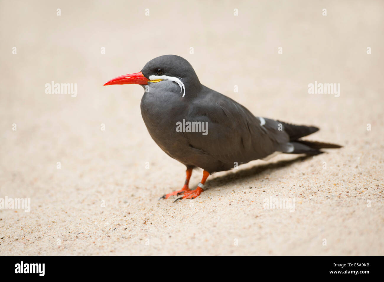 Inca sterne larosterna inca Banque de photographies et d’images à haute ...