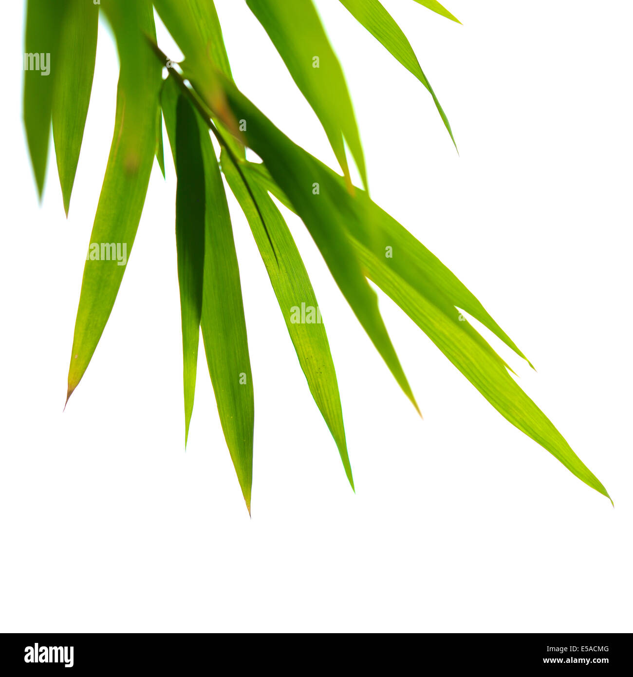 Feuilles de bambou Banque de photographies et d’images à haute ...