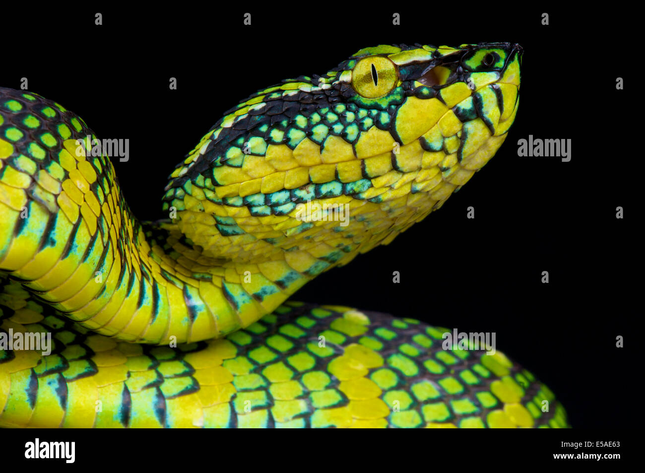 Blue pit viper snake Banque de photographies et d’images à haute ...