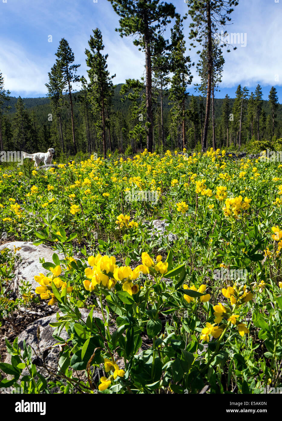 Thermopsis rhombifolia Banque de photographies et d’images à haute ...