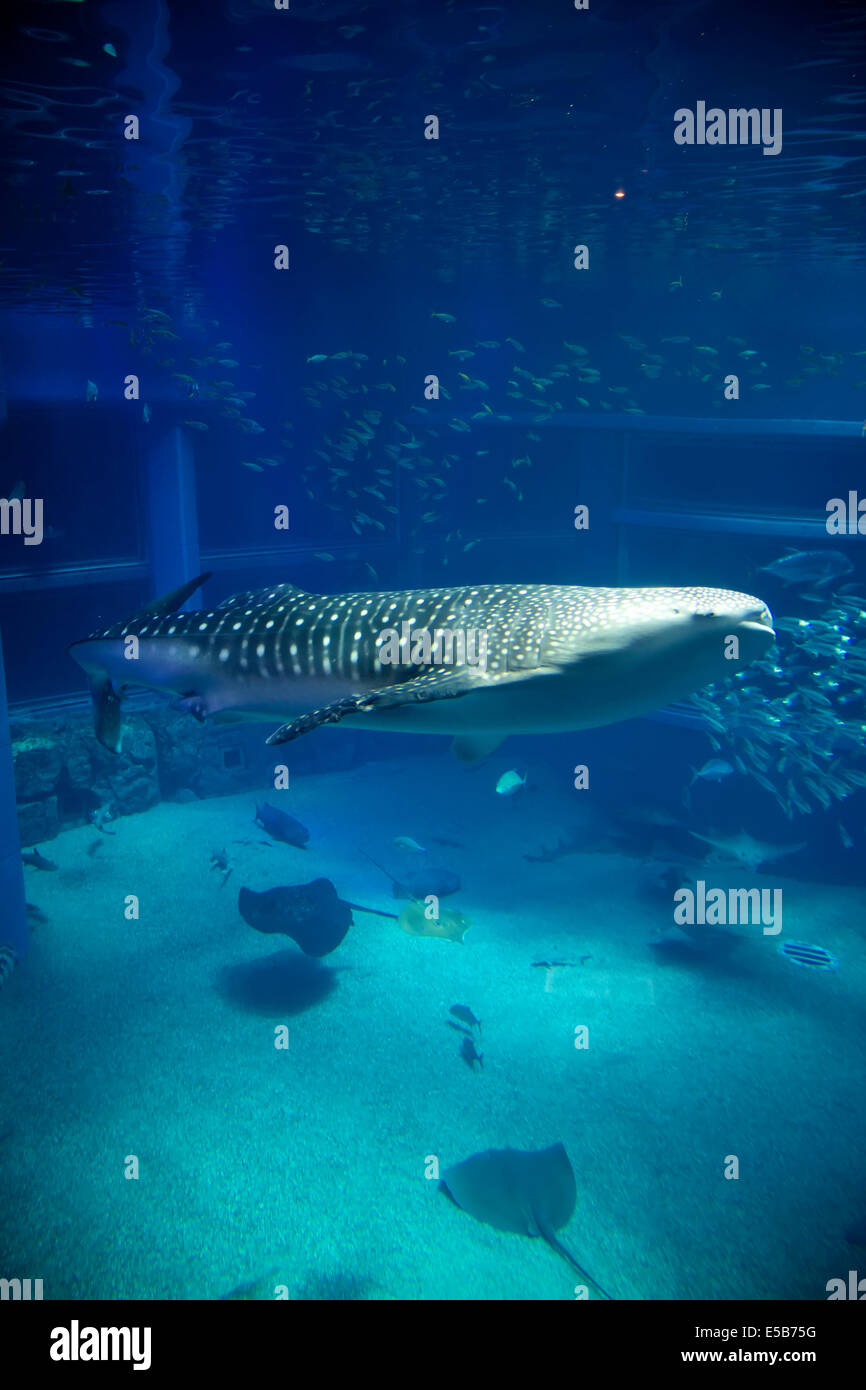 Requin-baleine, requins, raies, poissons, animaux de la mer piscine ...