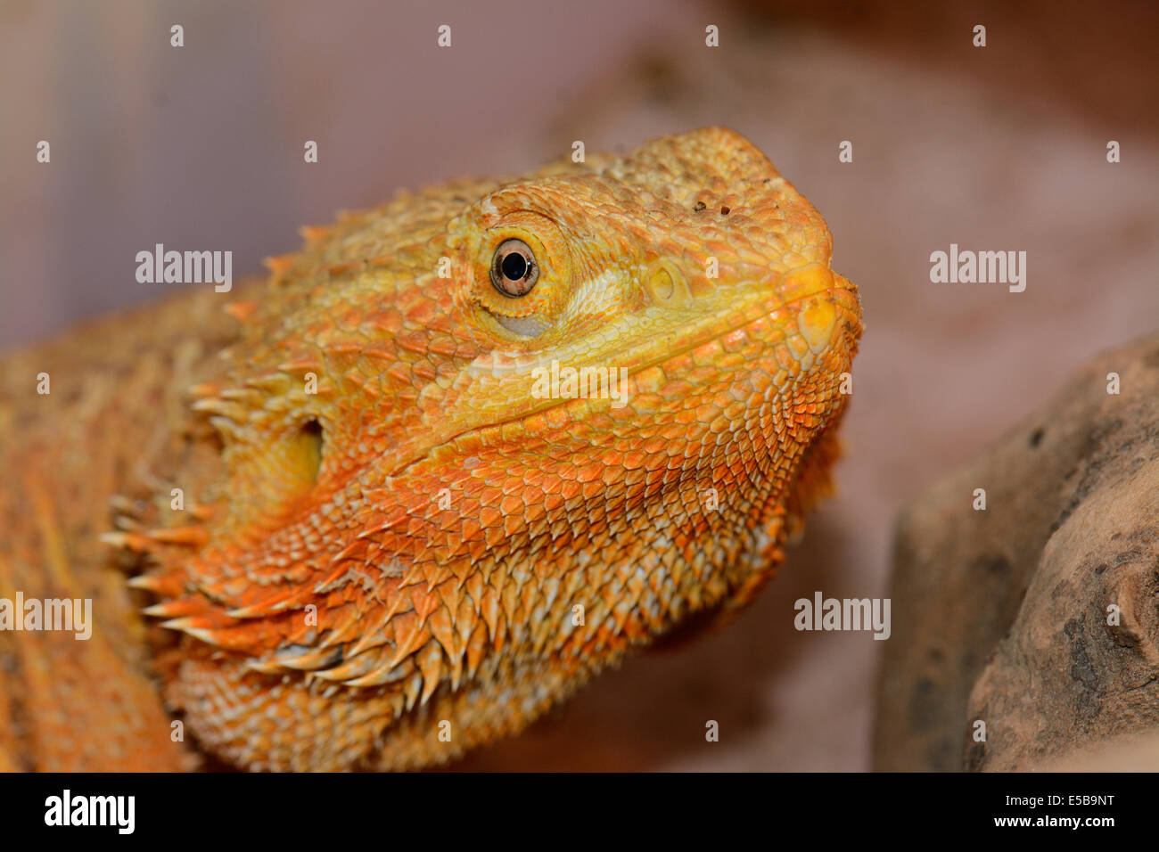 écaille de dragon rouges Banque de photographies et d’images à haute ...