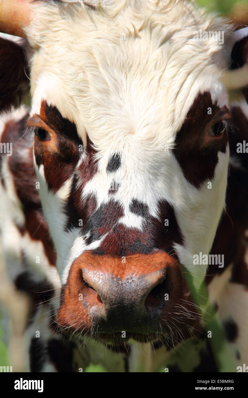 Portrait de vache normandie Banque de photographies et d’images à haute ...