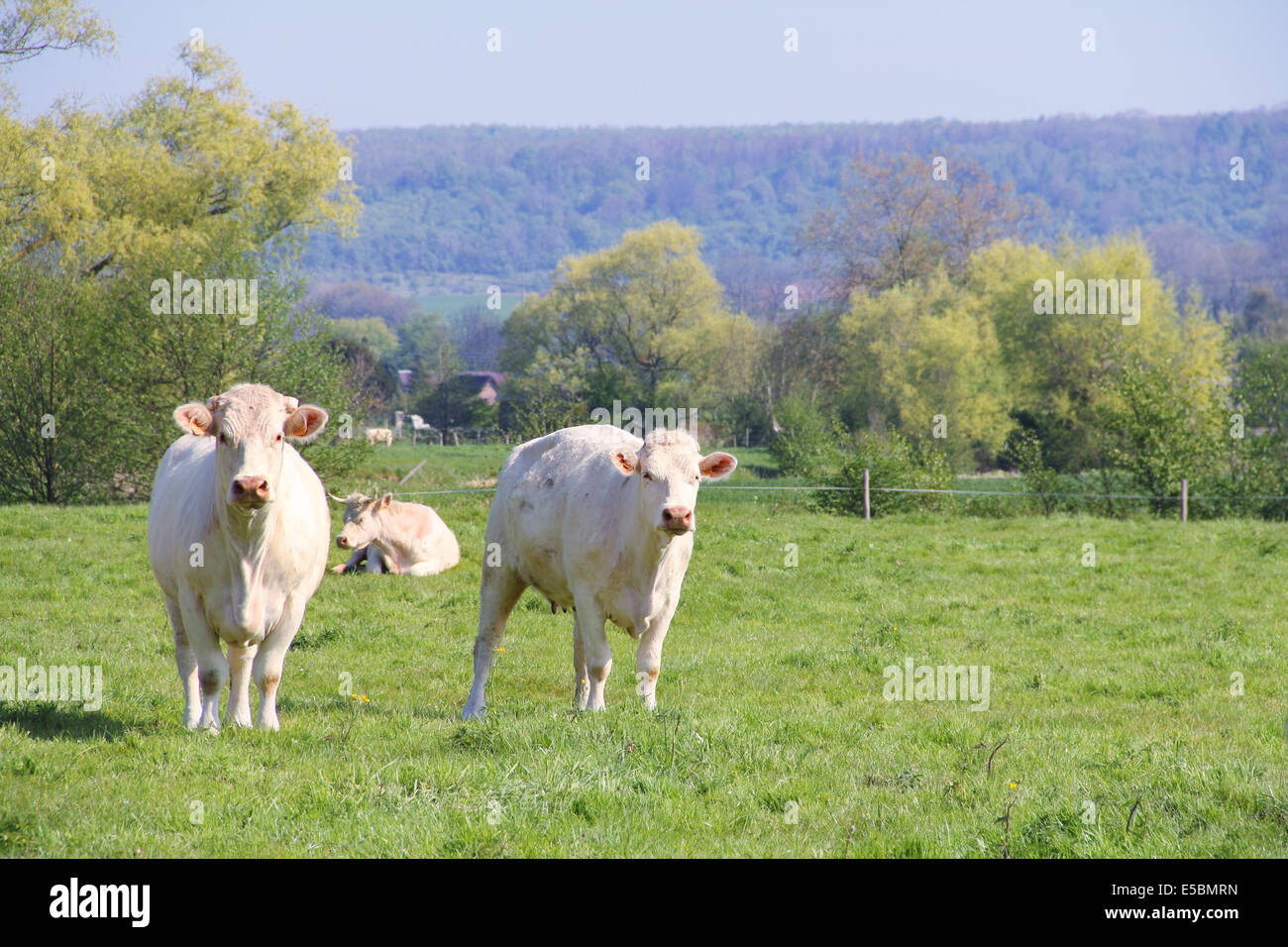 Troupeau de vaches normandes Banque de photographies et d’images à ...