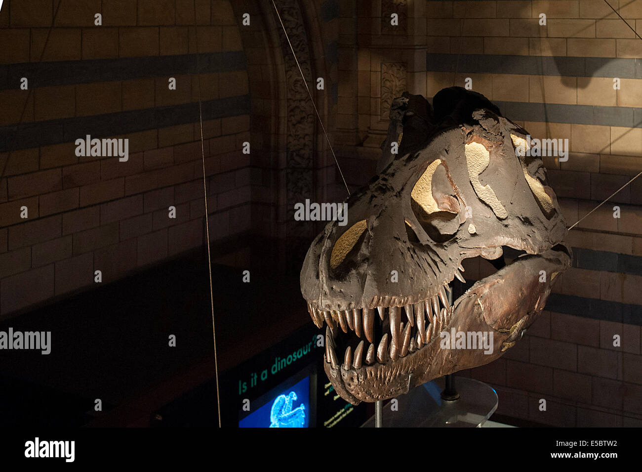 Skull Dinosaur Tyrannosaurus Rex Photos & Skull Dinosaur Tyrannosaurus ...
