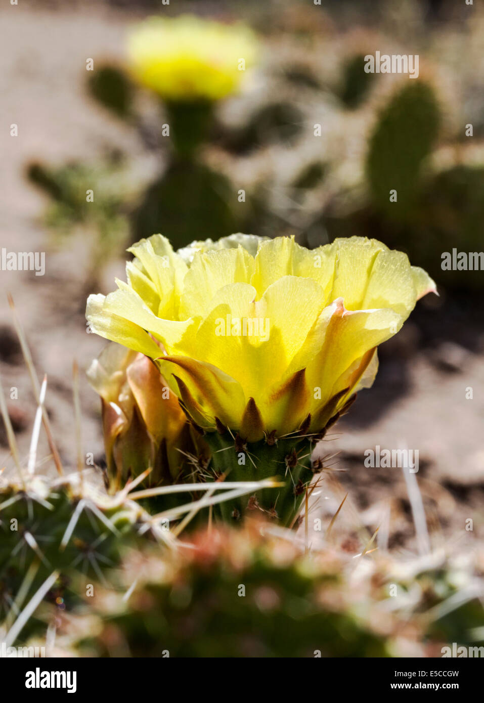 Opuntia polyacantha ; Pricklypear ; Cactus Cactaceae ; Cactus, fleurs ...