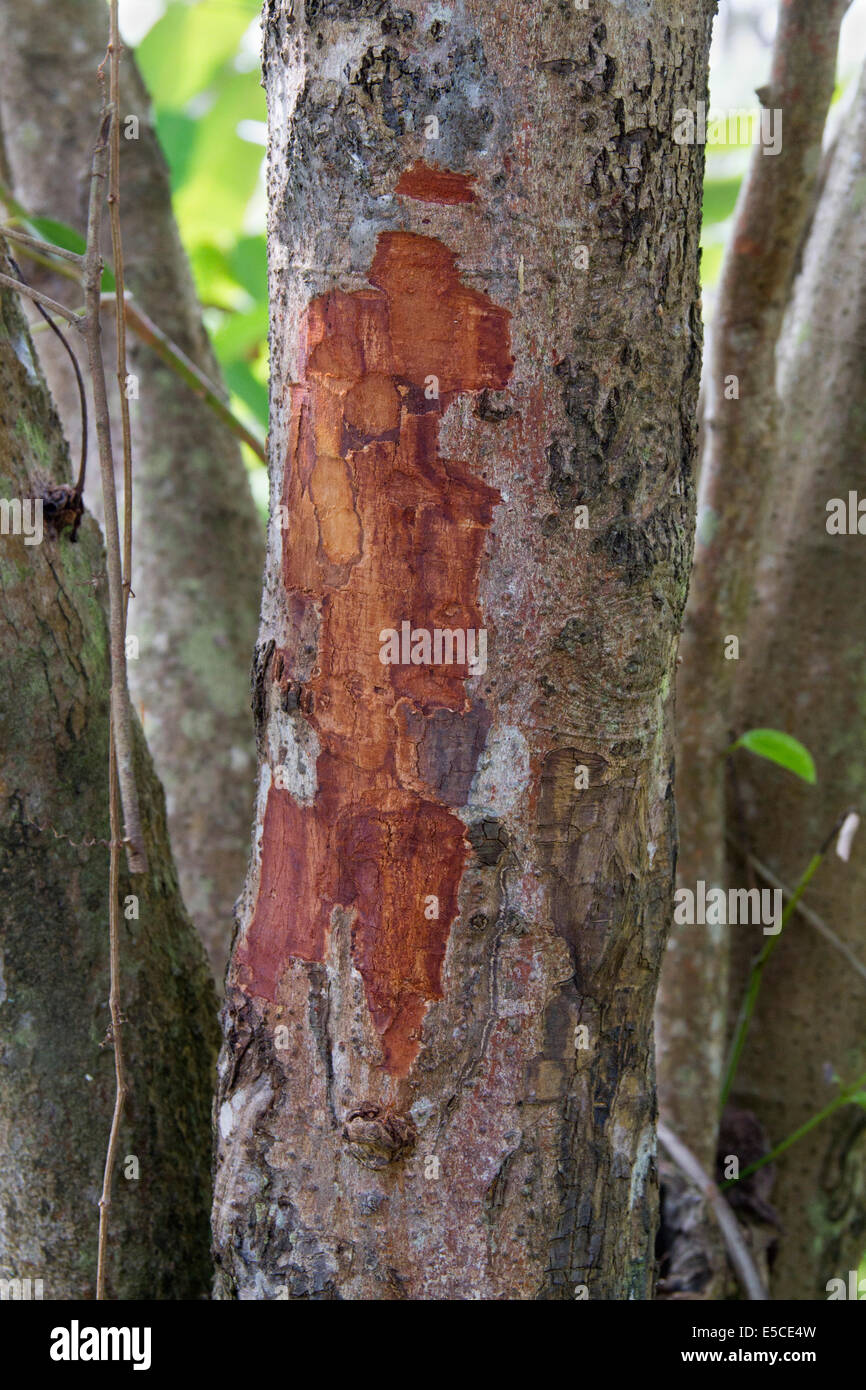 Cinnamon tree Banque de photographies et d’images à haute résolution ...