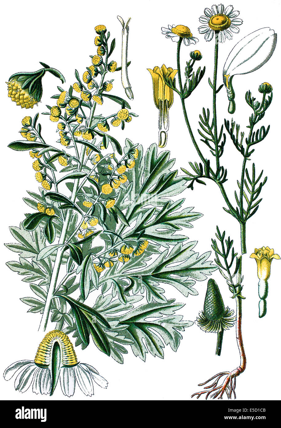 Artemisia absinthium illustration Banque d'images détourées - Alamy