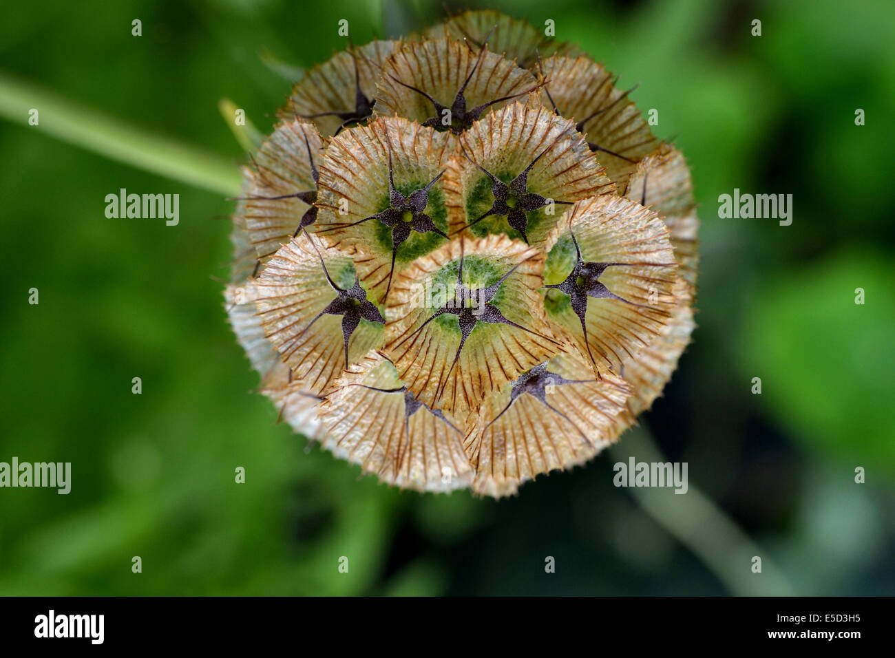 Scabiosa sternkugel, également connu sous le nom de Scabiosa stellata ...