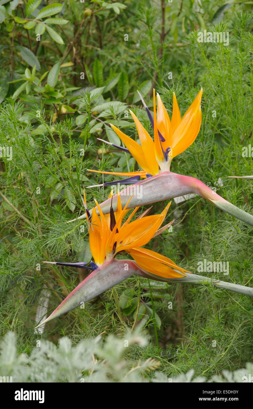Oiseau de paradis strelitzia sp Banque de photographies et d’images à ...