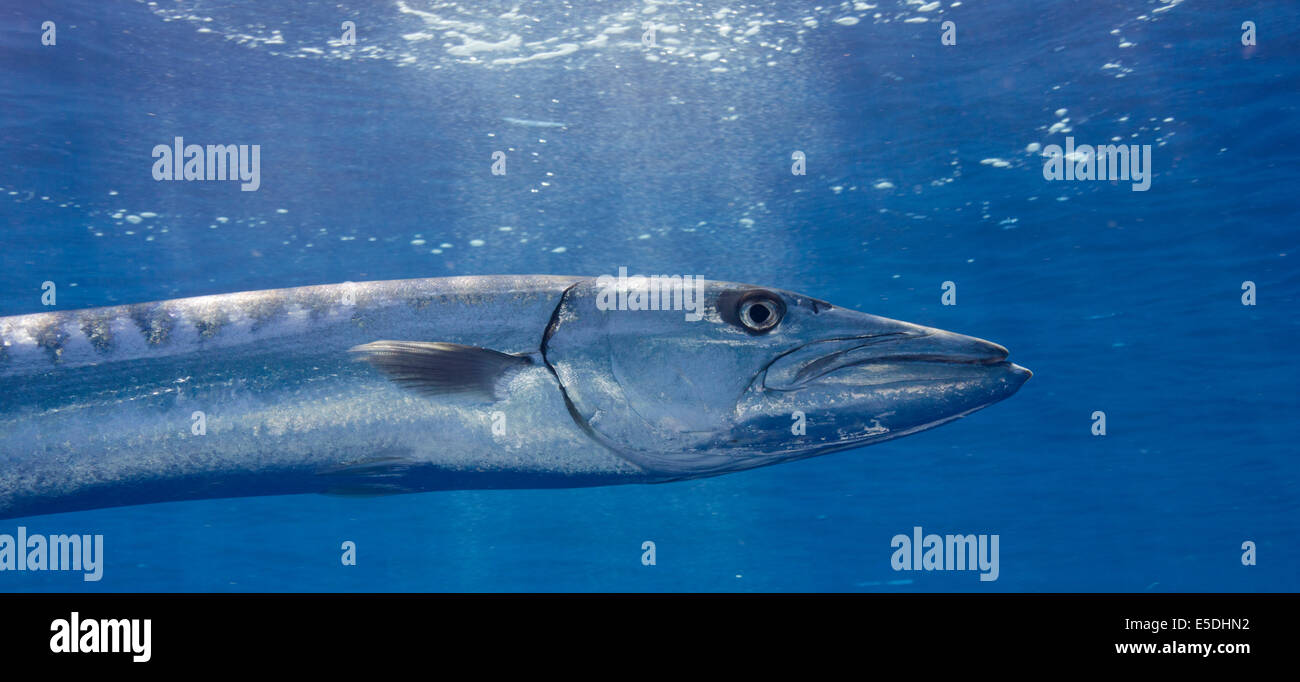 Grand barracuda sphyraena barracuda Banque de photographies et d’images ...