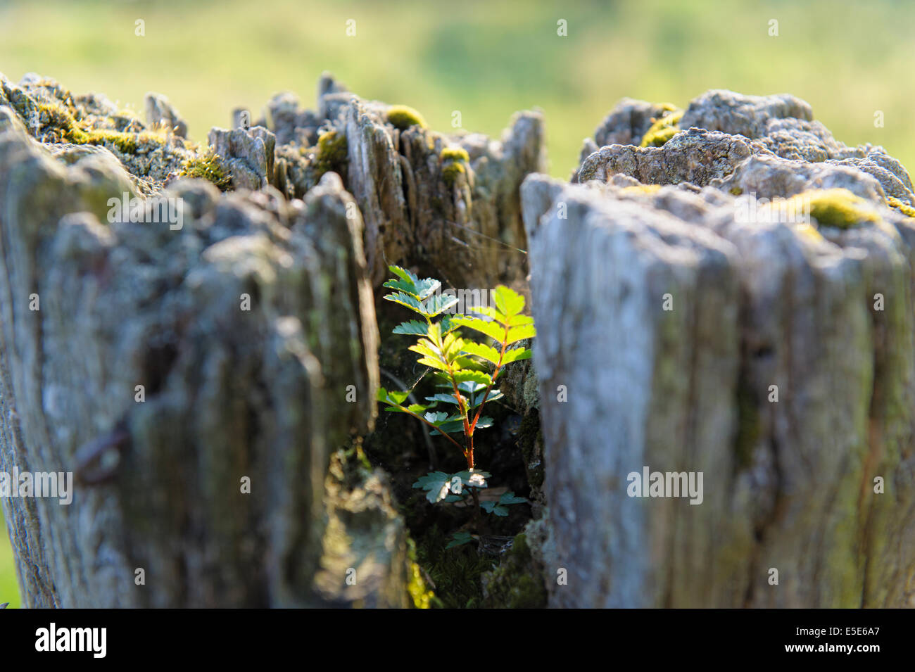 Une jeune plantule qui grandit au sommet d'un ancien poteau de grille ...