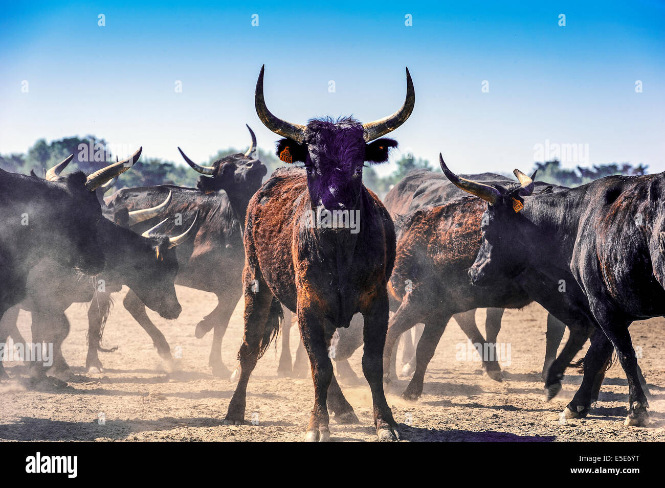 Europe, France, Bouches-du-Rhône, le Parc Naturel Régional de Camargue ...