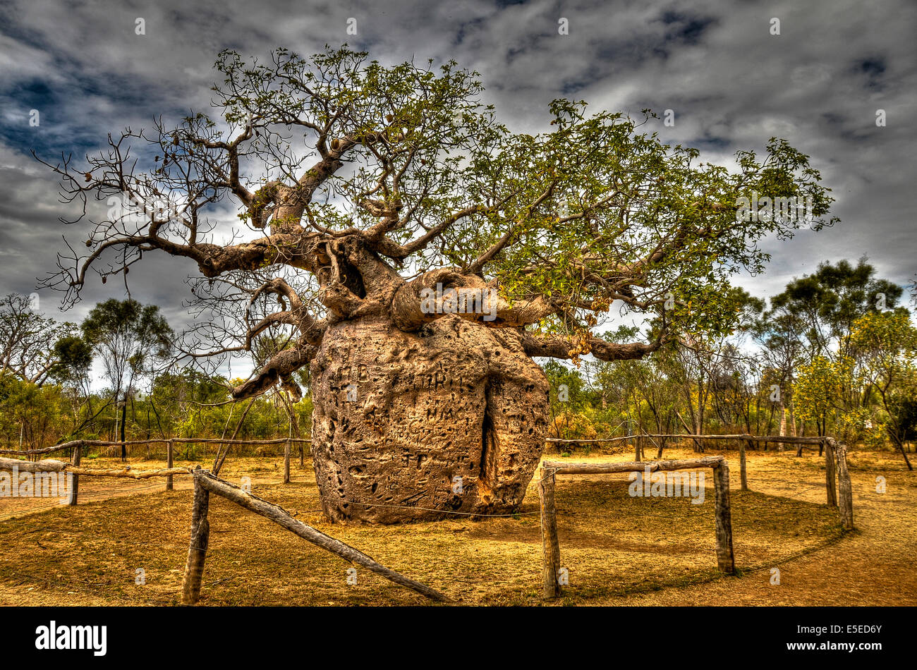 Arbre de la prison derby Banque de photographies et d’images à haute ...