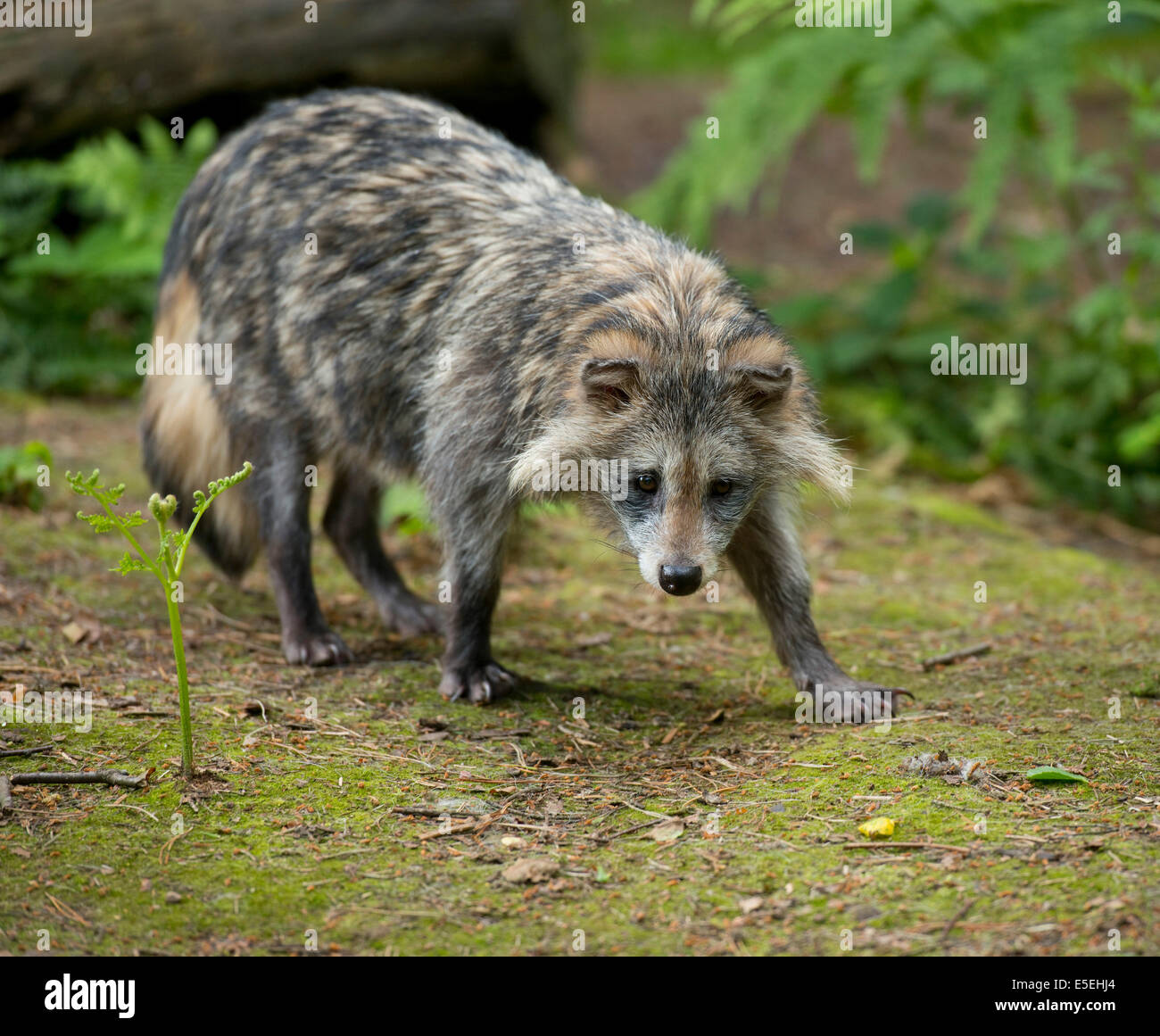 Chien viverrin nyctereutes procyonoides Banque de photographies et d ...