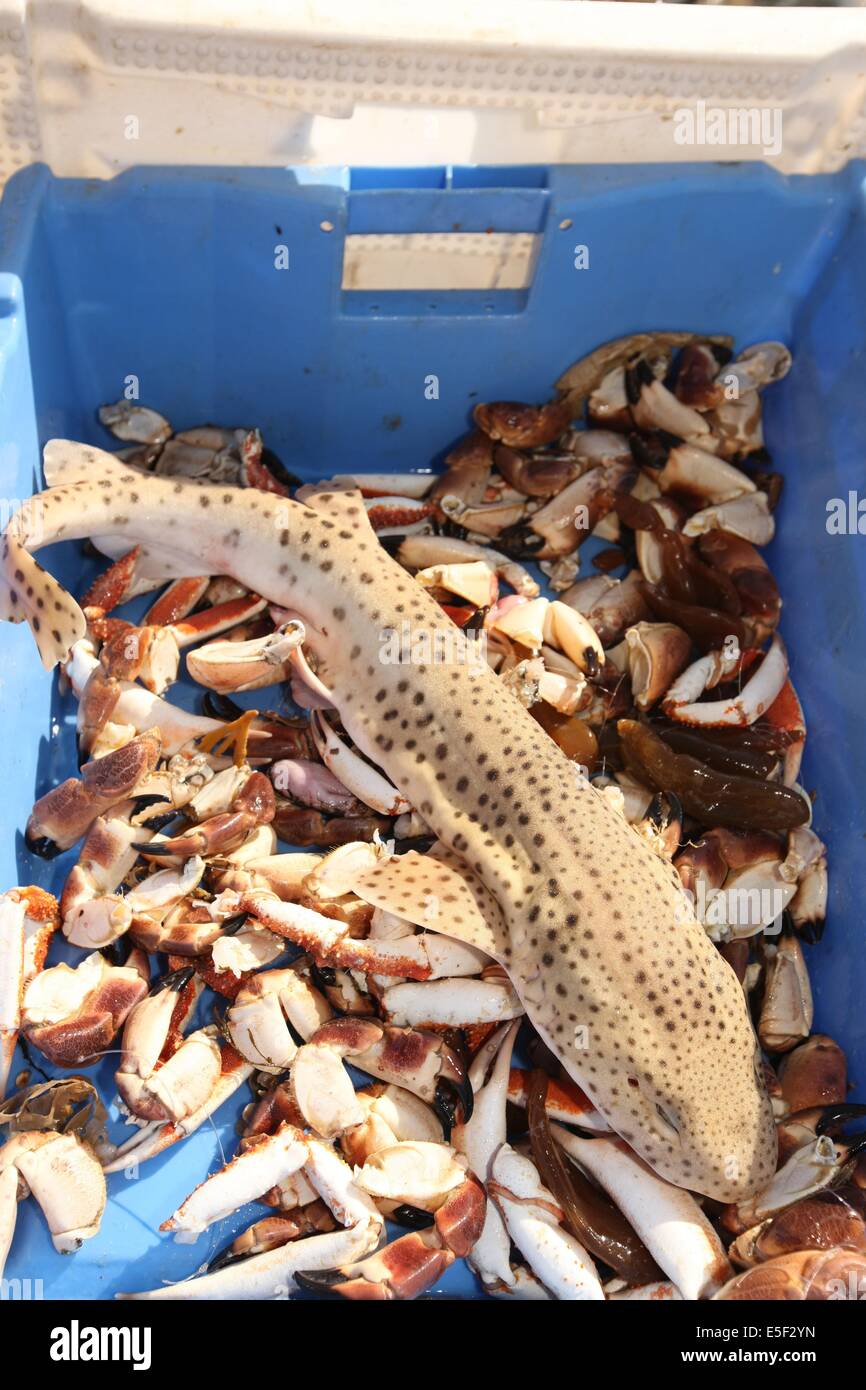 France, Haute Normandie, seine maritime, plateau de caux maritime ...
