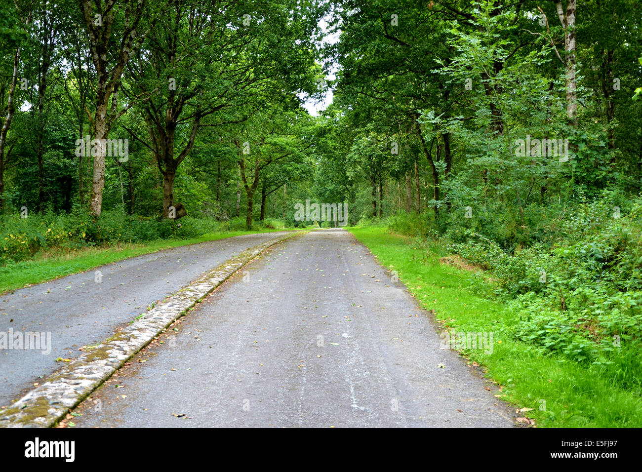 Arbres et bois verts frais Banque de photographies et d’images à haute ...