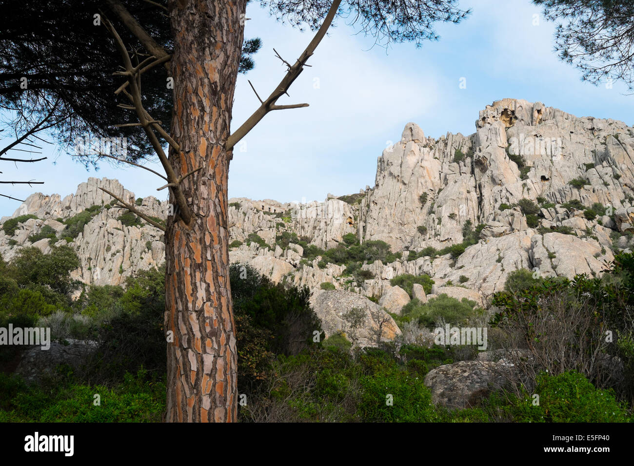 Dans une forêt de pins de l'île de Caprera, Sardaigne, Italie Photo ...