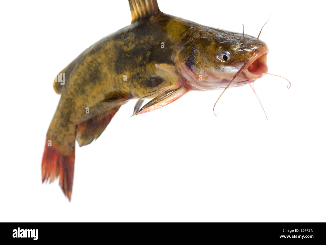 Poisson image Banque d'images détourées - Alamy