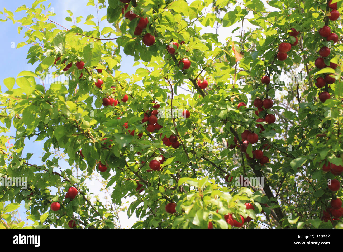 Le prunier sauvage mûrissent sur l'arbre à Burgh Castle Great Yarmouth ...