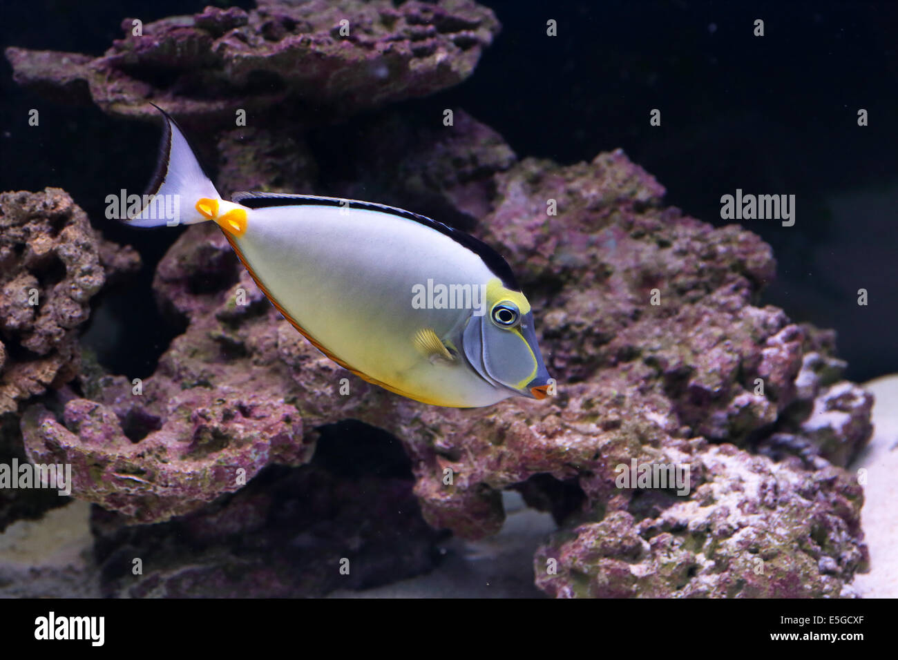 Unicorn fish aquarium Banque de photographies et d’images à haute ...