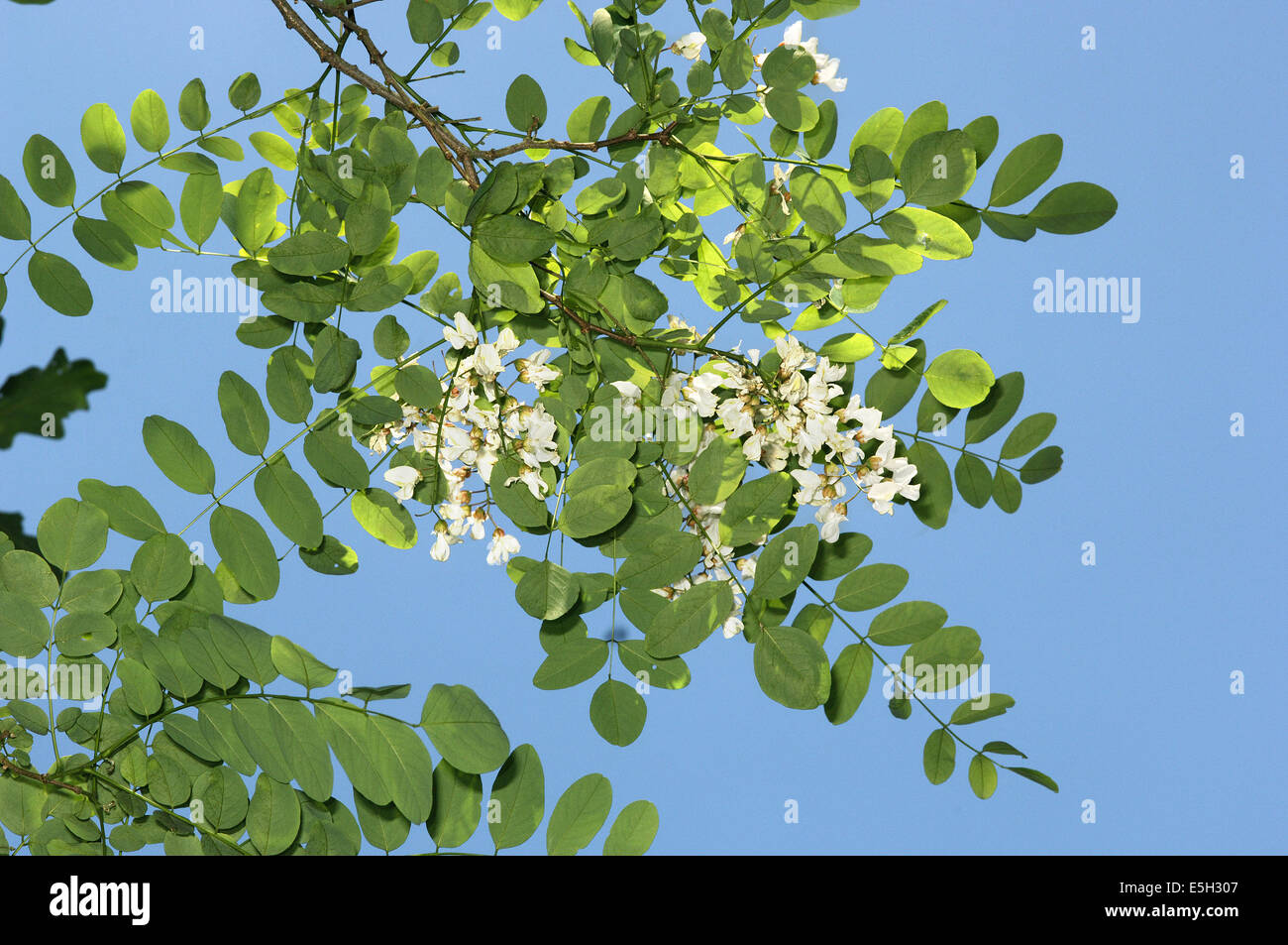 Faux acacia Robinia pseudoacacia (FABACEAE Photo Stock - Alamy