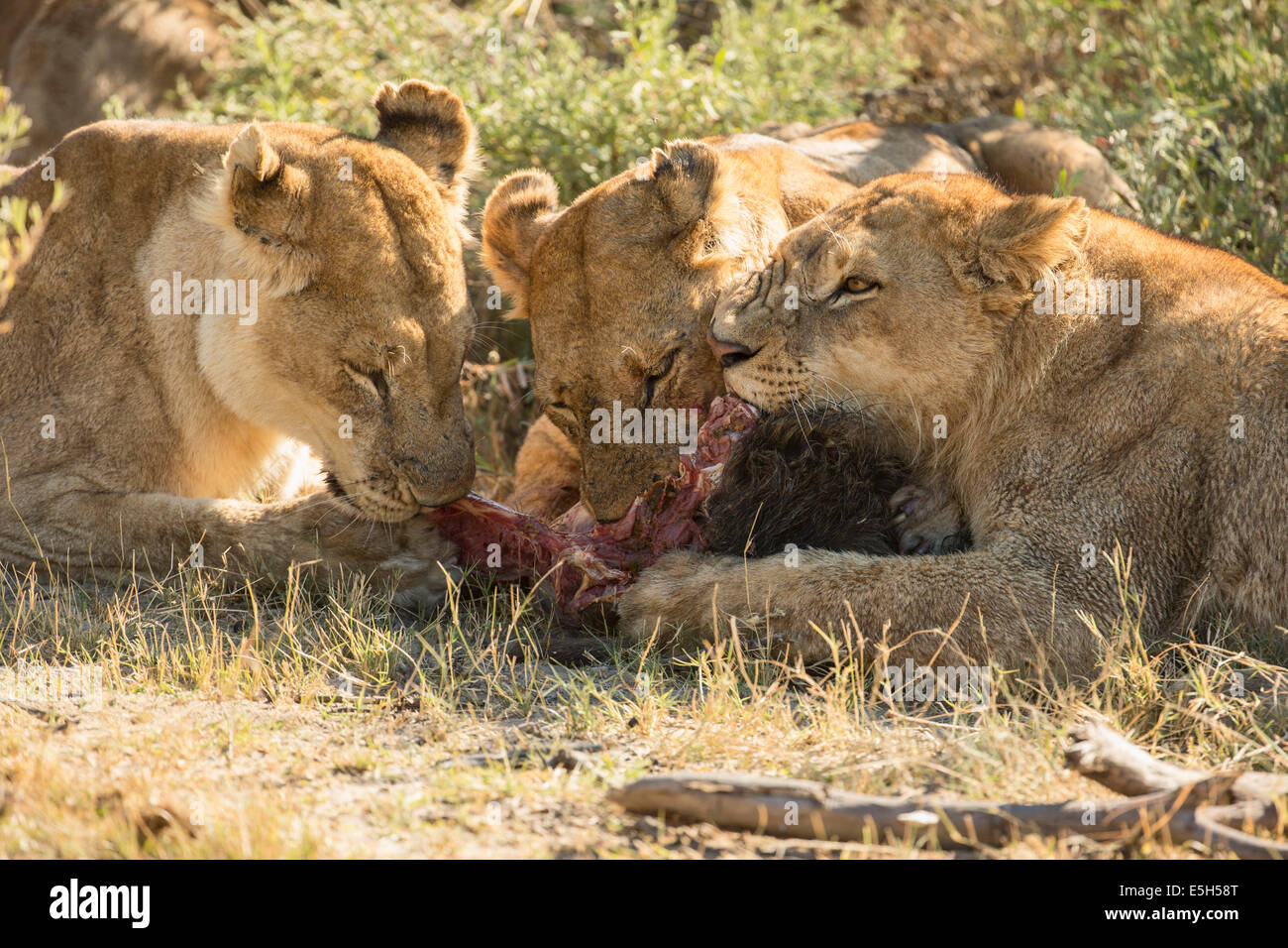 Duba plains lion Banque de photographies et d’images à haute résolution ...