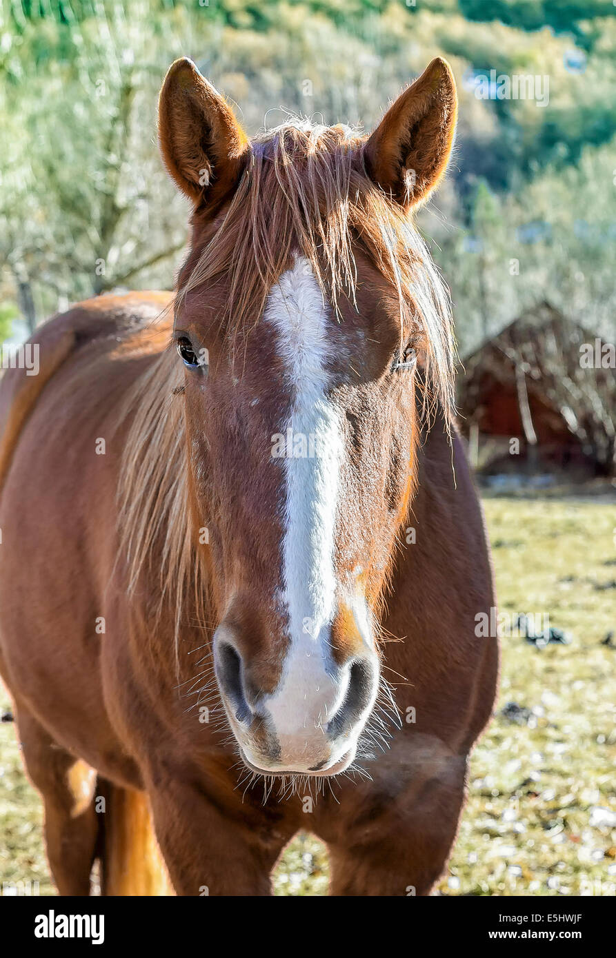 Farm horse Banque de photographies et d’images à haute résolution - Alamy