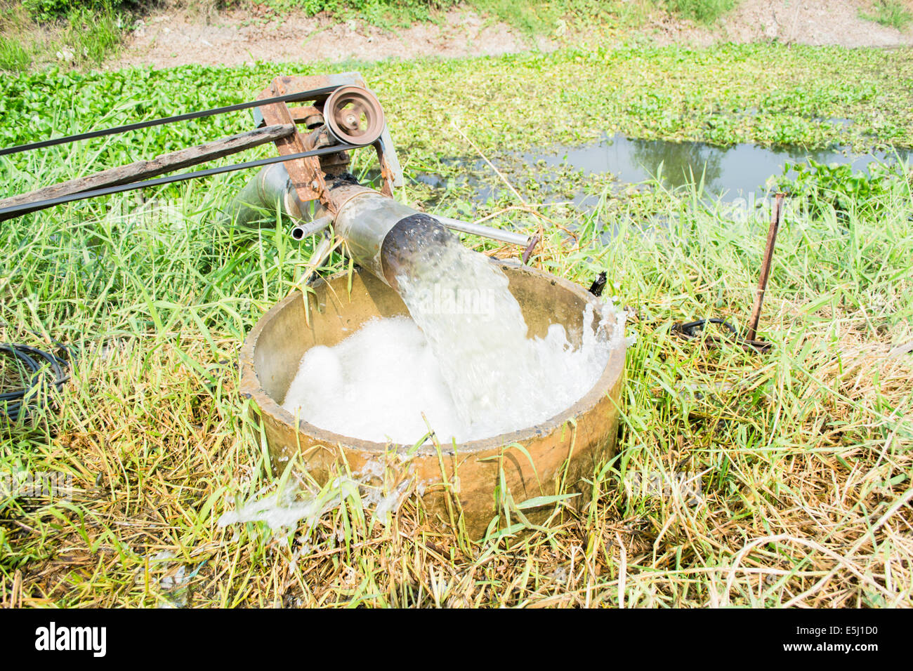 La pompe à eau d'agriculteurs pour champ de riz paddy récolte ...