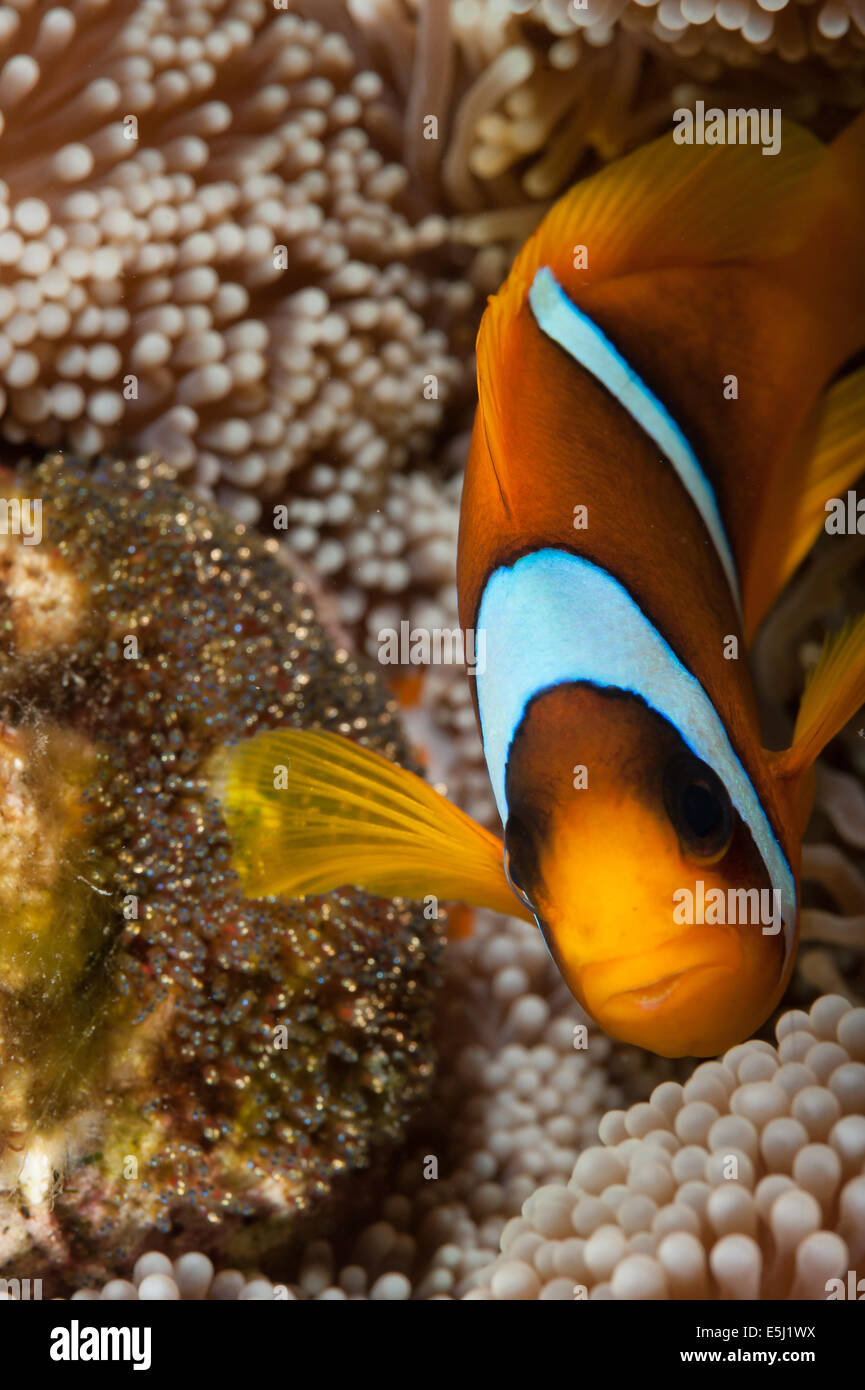 Clownfish eggs Banque de photographies et d’images à haute résolution ...